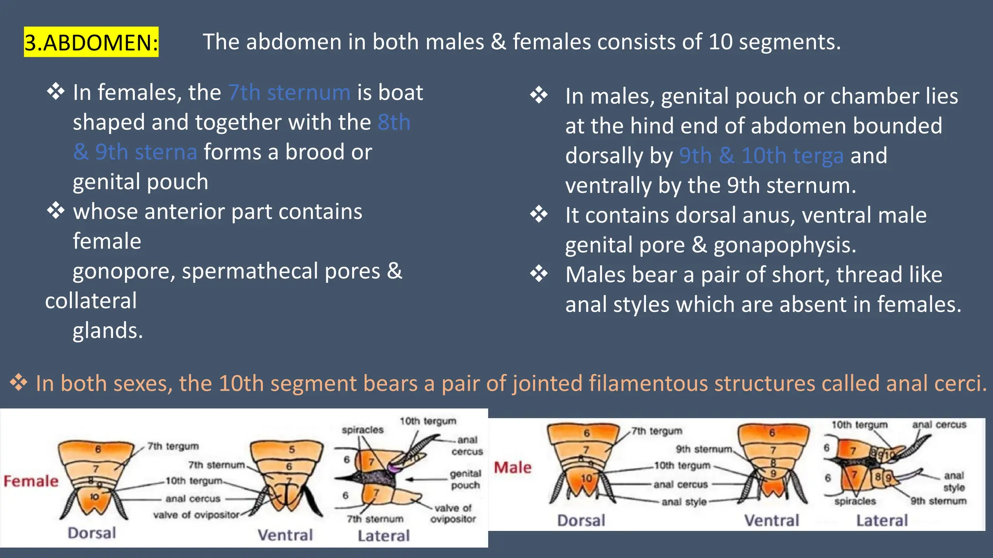 COCKROACH ( structural organization in animal) full pdf | PDF