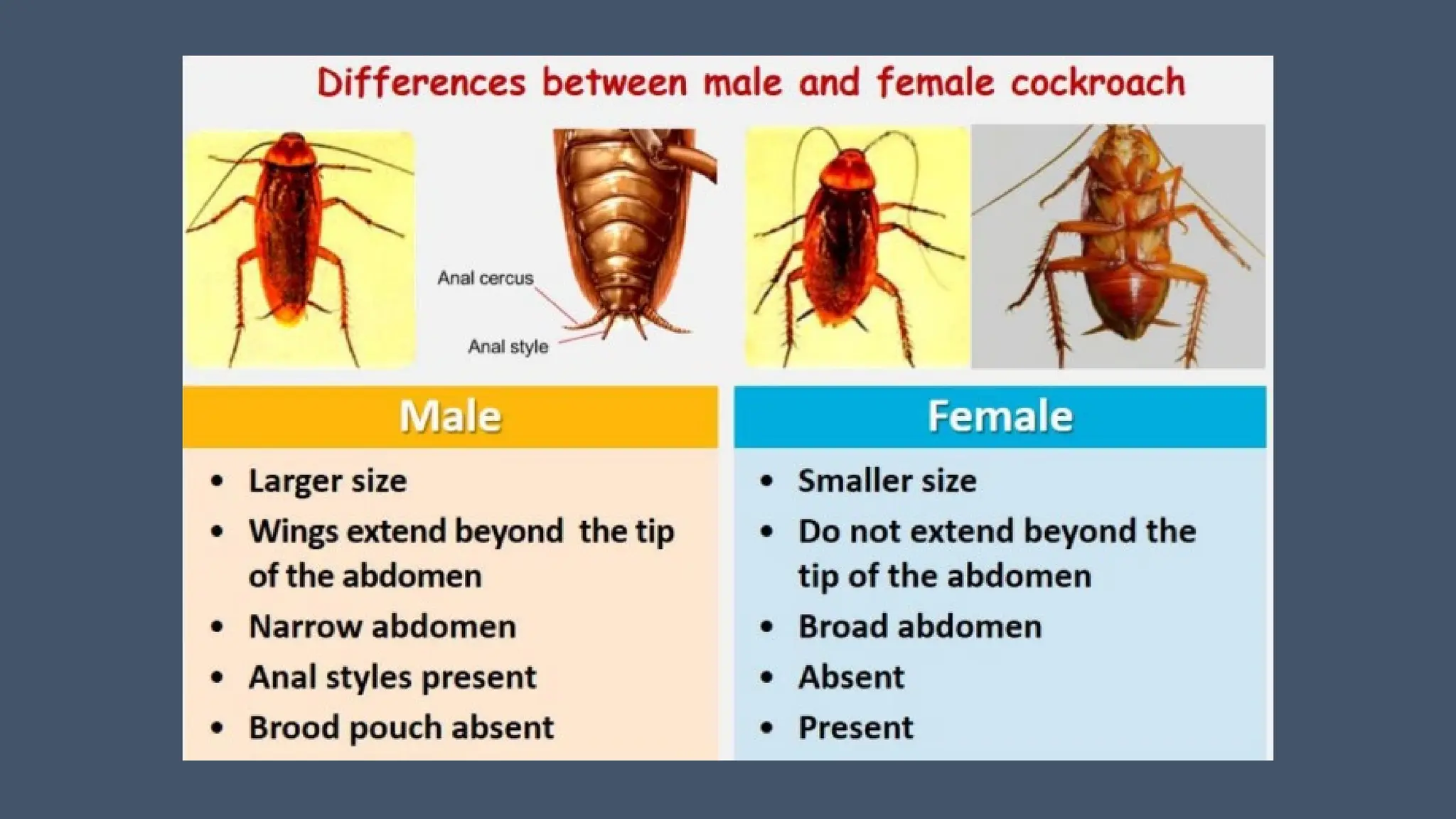 COCKROACH ( structural organization in animal) full pdf | PDF ...