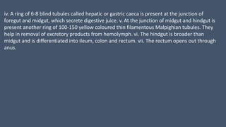 COCKROACH ( structural organization in animal) full pdf | PDF