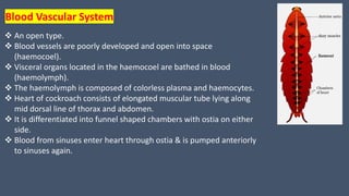 COCKROACH ( structural organization in animal) full pdf | PDF