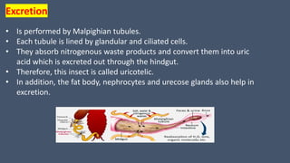 COCKROACH ( structural organization in animal) full pdf | PDF
