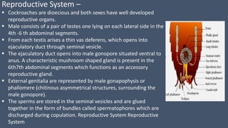 COCKROACH ( structural organization in animal) full pdf | PDF ...