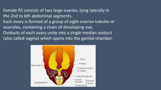 COCKROACH ( structural organization in animal) full pdf | PDF