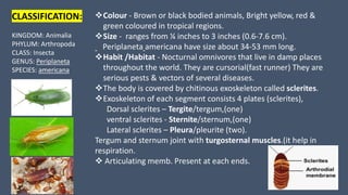 COCKROACH ( structural organization in animal) full pdf | PDF