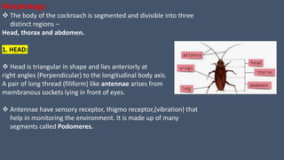 COCKROACH ( structural organization in animal) full pdf | PDF