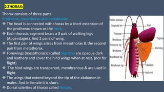 COCKROACH ( structural organization in animal) full pdf | PDF