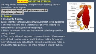 COCKROACH ( structural organization in animal) full pdf | PDF