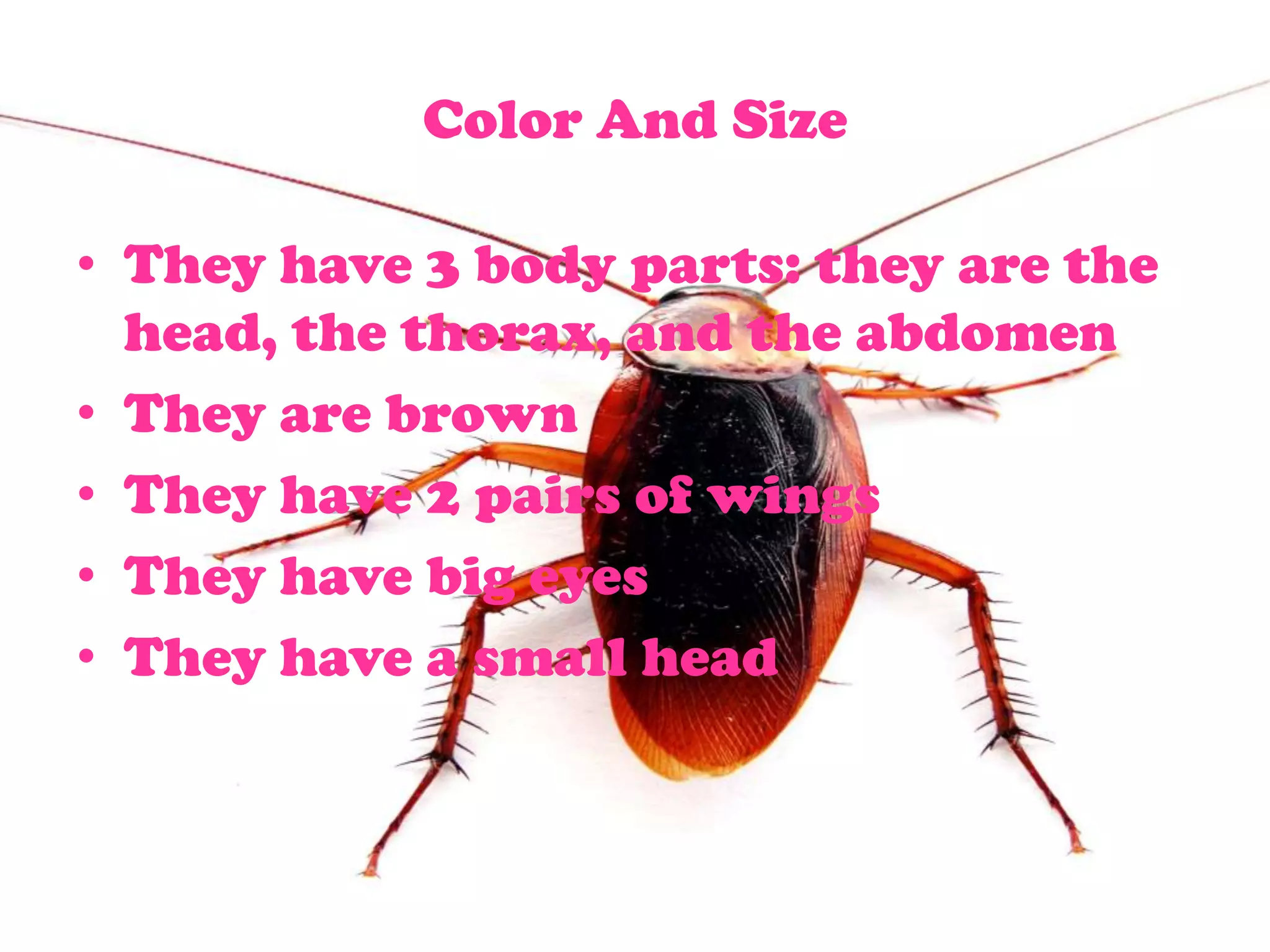 Cockroach Report Tess | PPTX