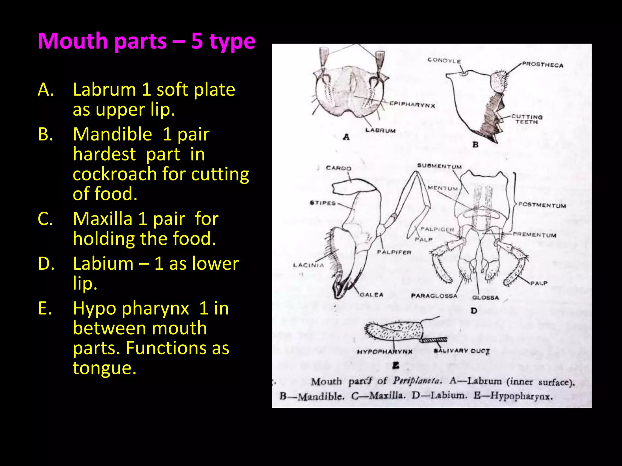Cockroch (Periplaneta americana).pptx