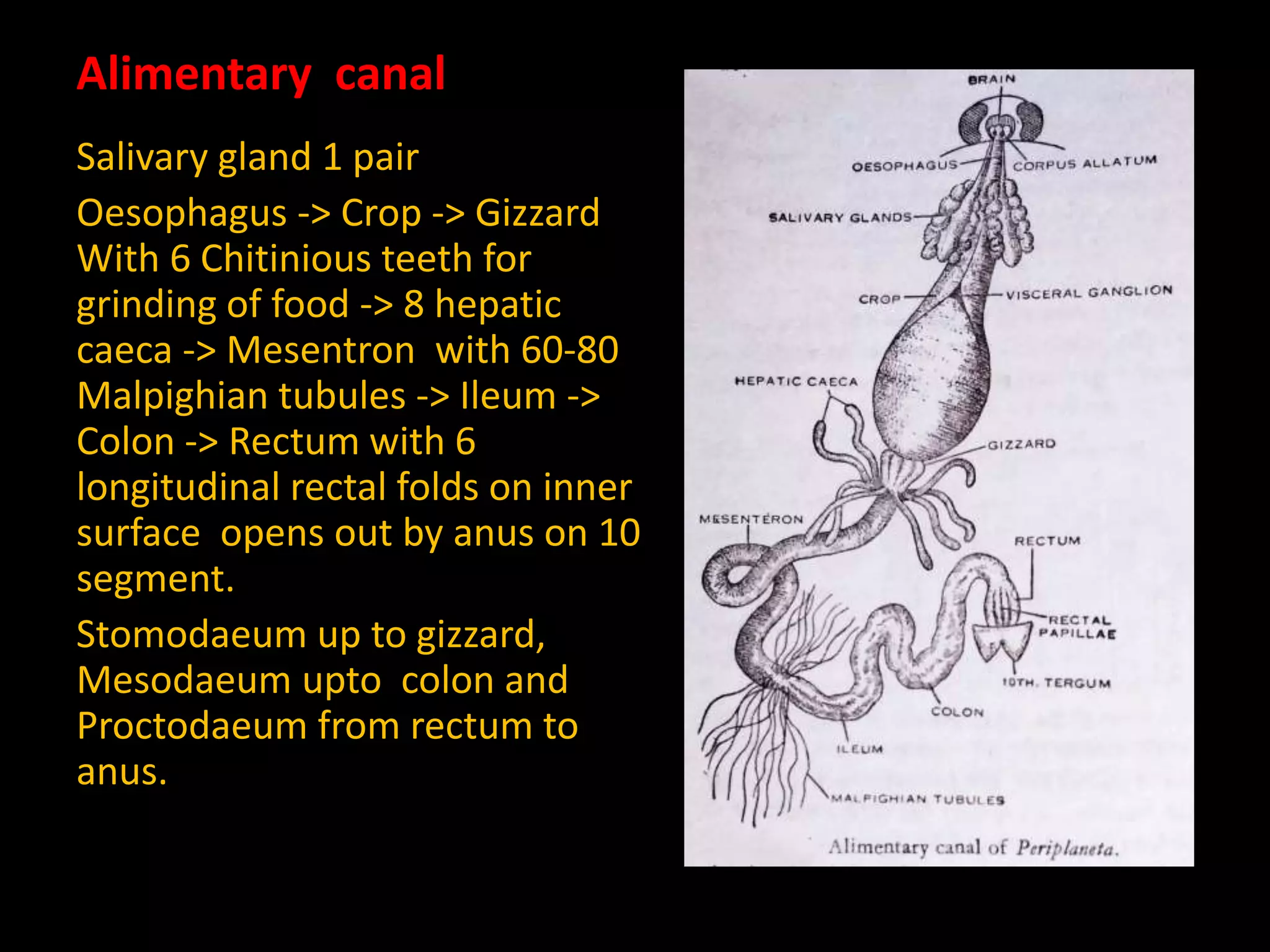 Cockroch (Periplaneta americana).pptx