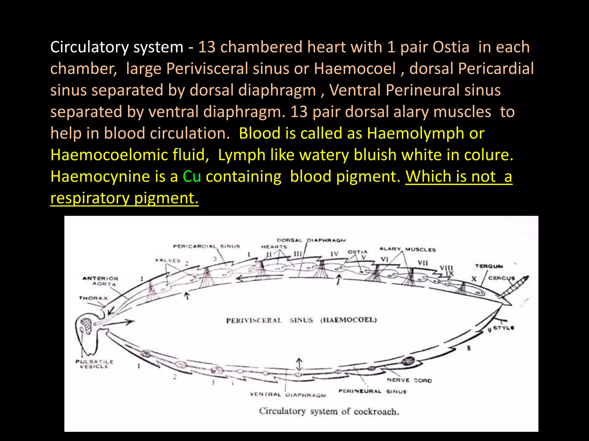 Cockroch (Periplaneta americana).pptx