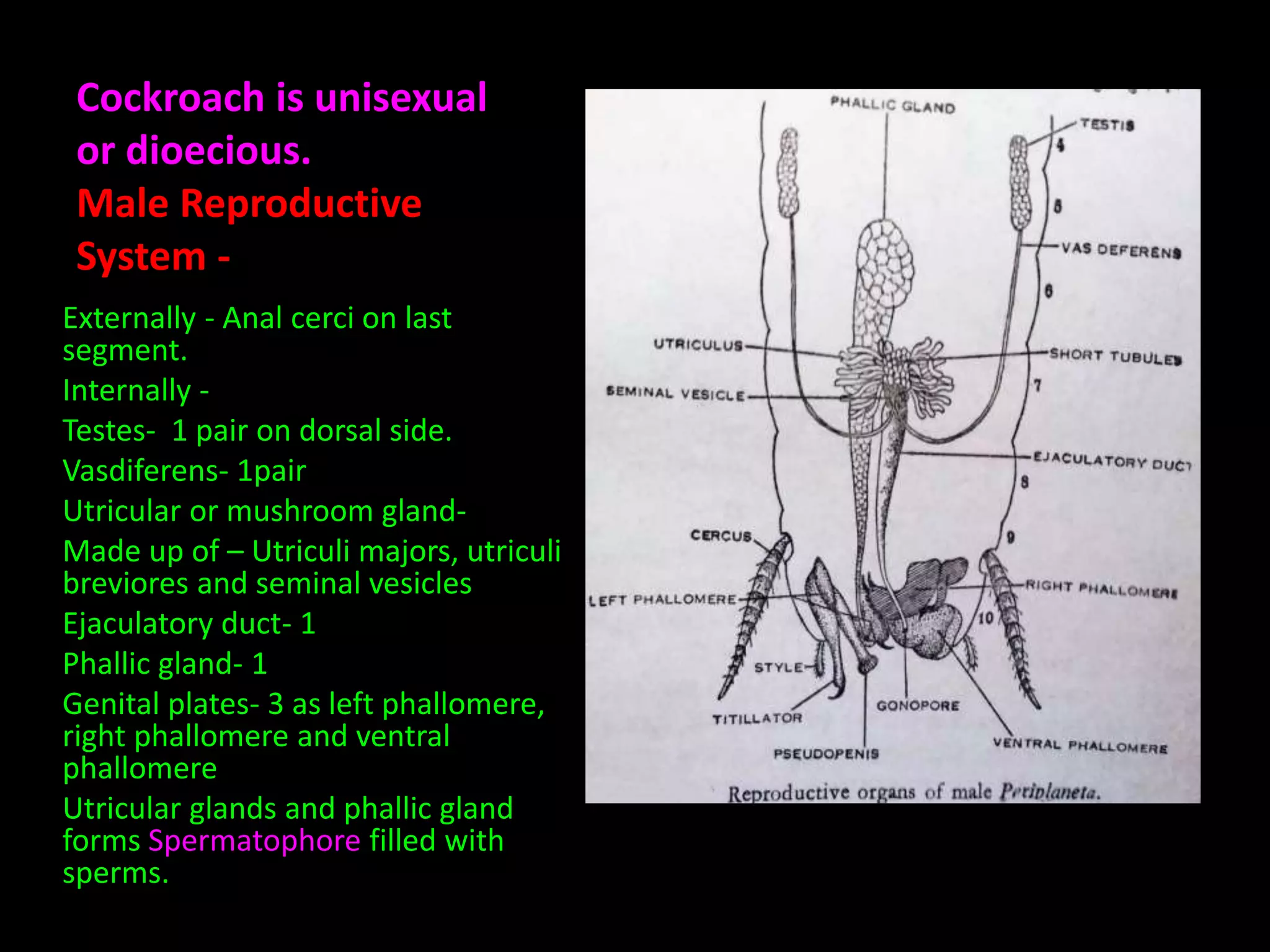 Cockroch (Periplaneta americana).pptx