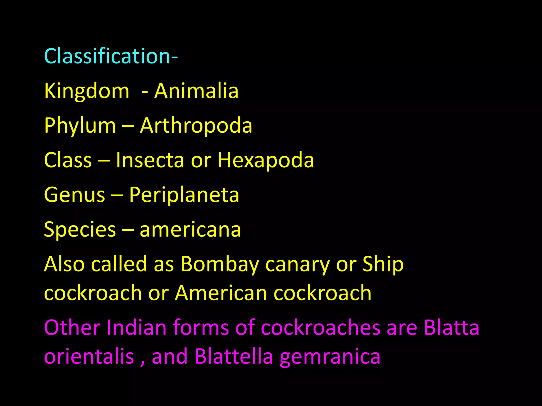 Cockroch (Periplaneta americana).pptx