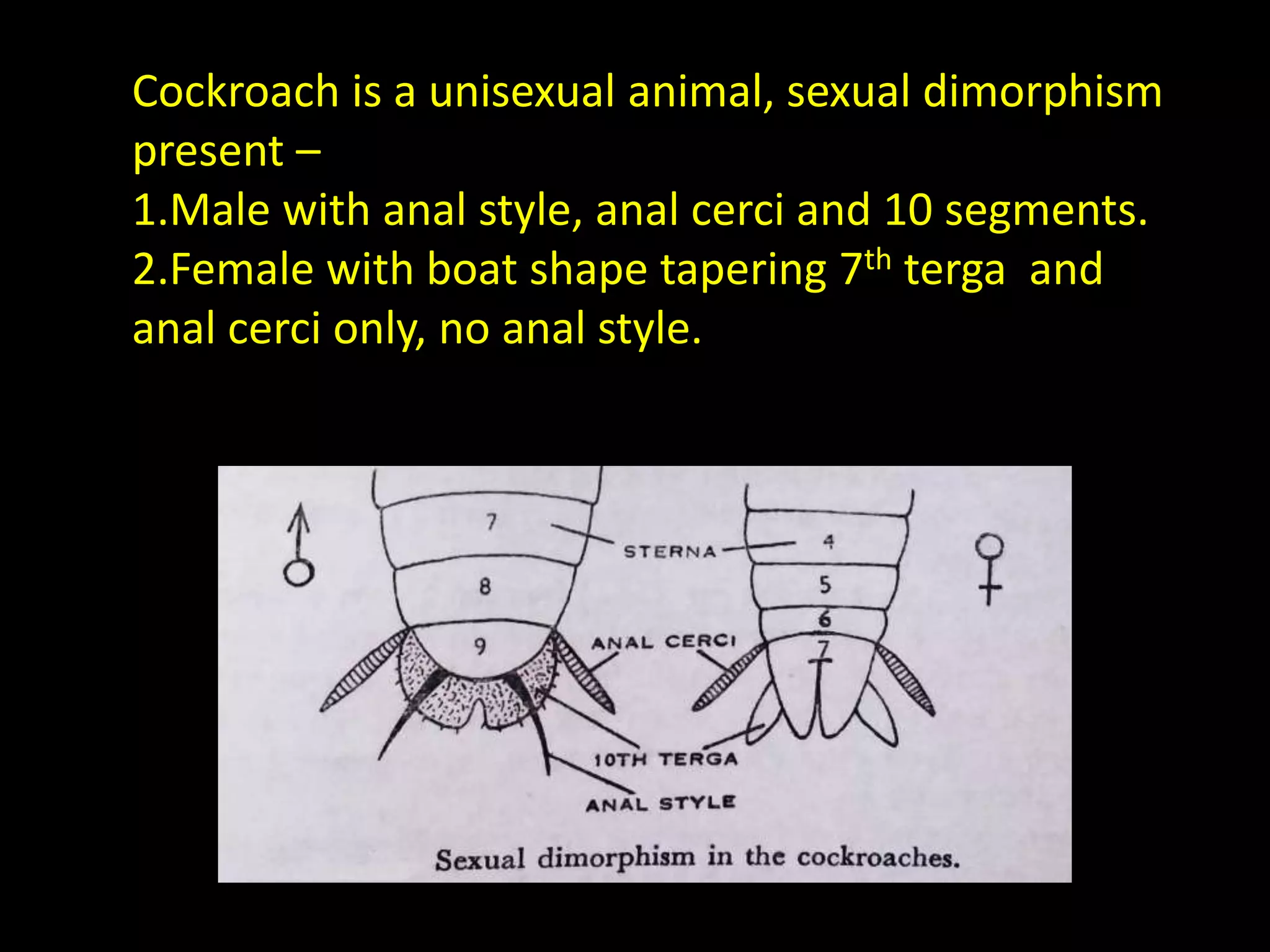 Cockroch (Periplaneta americana).pptx