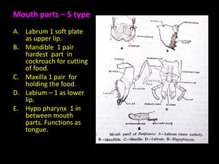 Cockroch (Periplaneta americana).pptx