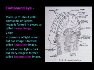 Cockroch (Periplaneta americana).pptx