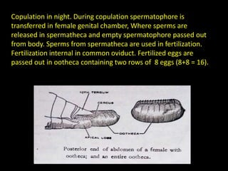 Cockroch (Periplaneta americana).pptx