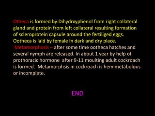 Cockroch (Periplaneta americana).pptx