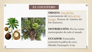 Fruta: El Coco | PPTX