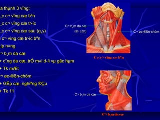 CƠ CỔ - ĐỘNG MẠCH CẢNH | PPT
