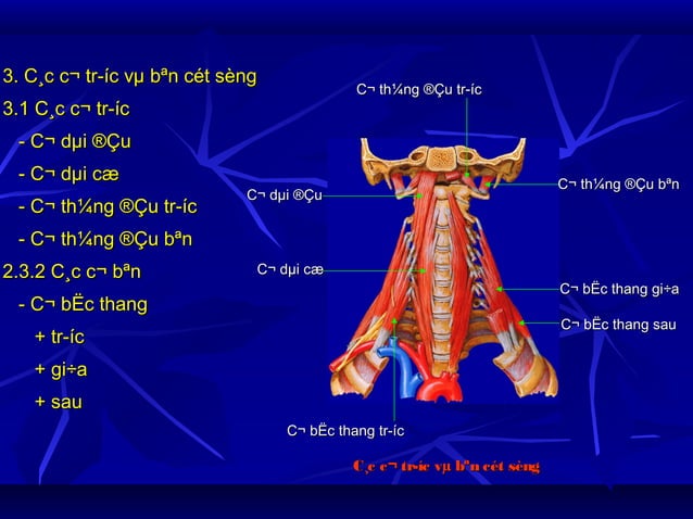 CƠ CỔ - ĐỘNG MẠCH CẢNH | PPT