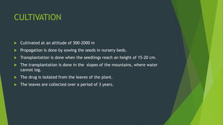 pharmacognosy of coca | PPTX
