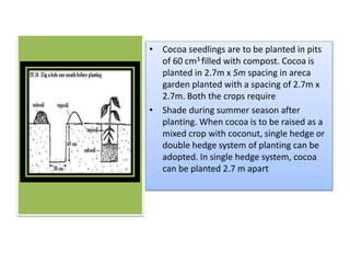 Cocoa | PPTX | Gardening | Home & Garden