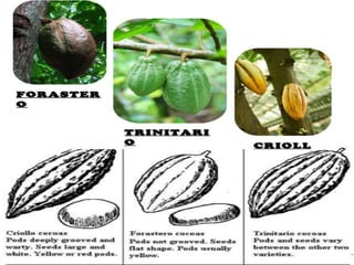 Cocoa Basic Chemistry | PPTX