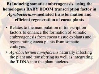 Application of Modern Biotechnology to Agriculture (Cocoa) | PPTX