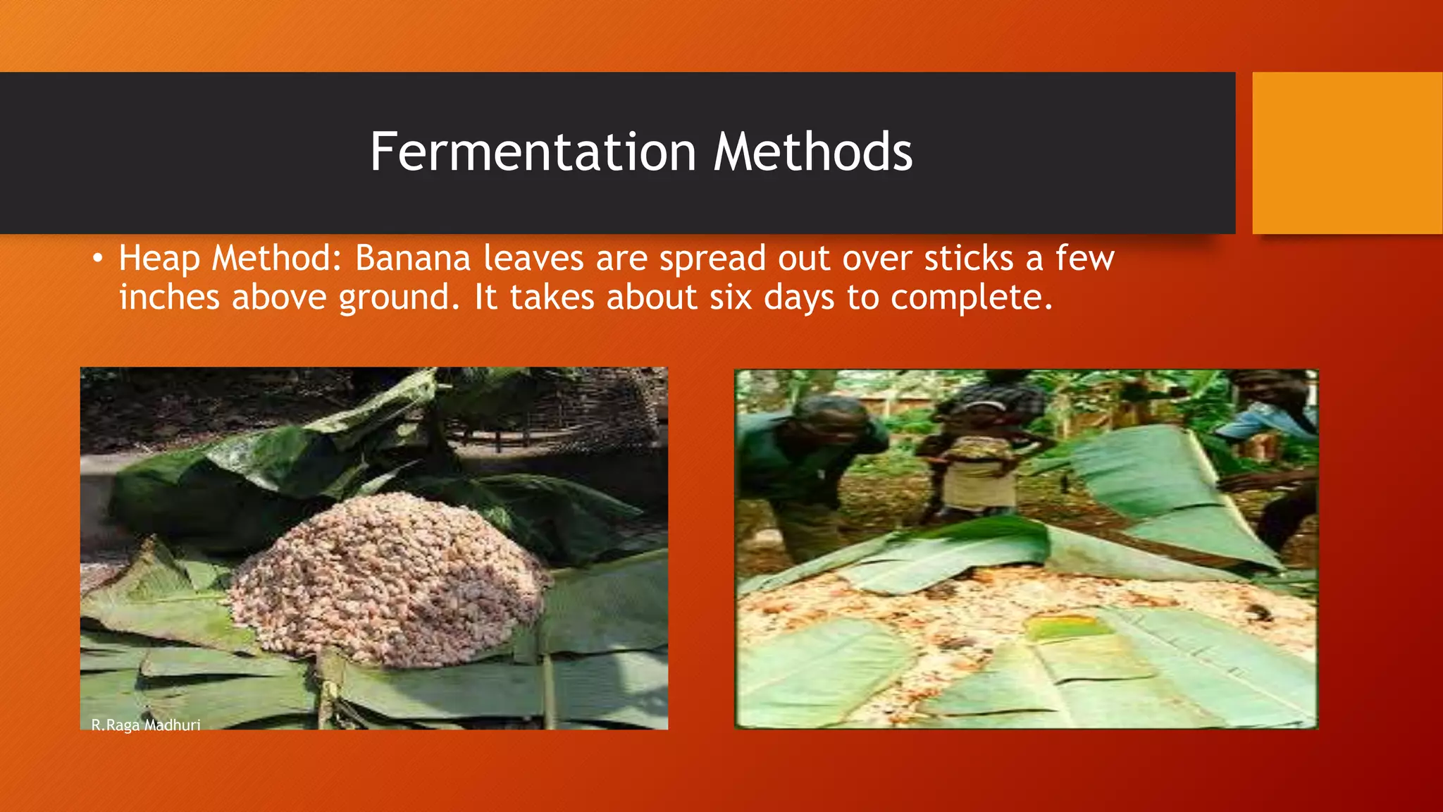 Cocoa fermentation | PPTX