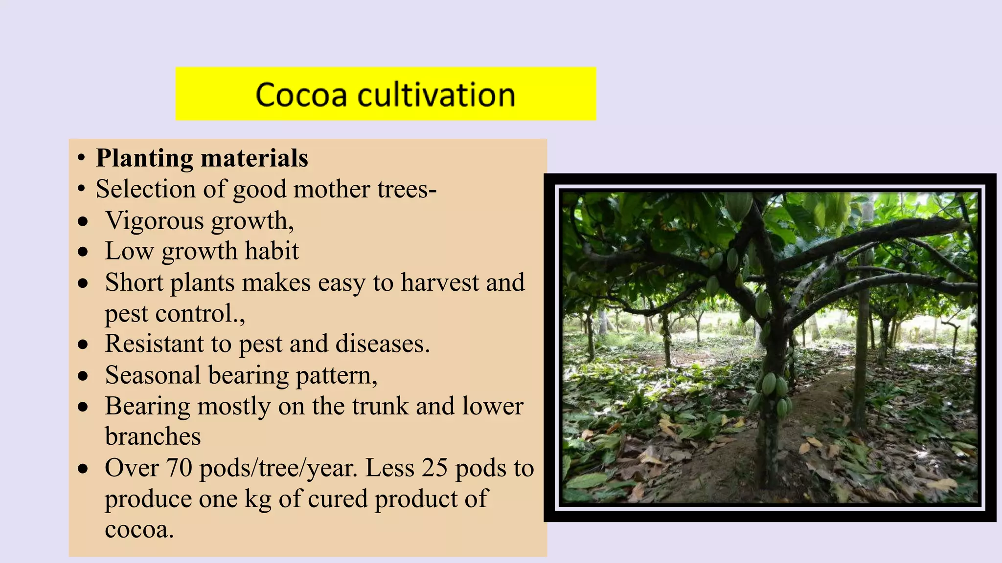 Cocoa presentation part 1 | PPT