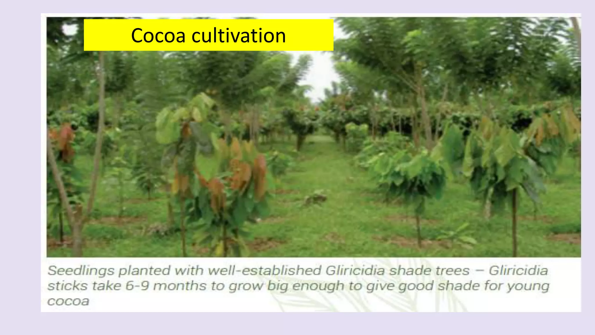 Cocoa presentation part 1 | PPT