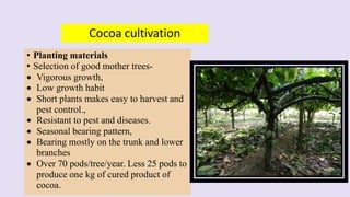 Cocoa presentation part 1 | PPT
