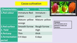 Cocoa presentation part 1 | PPT