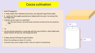 Cocoa presentation part 1 | PPT