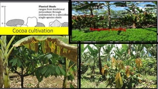 Cocoa presentation part 1 | PPT