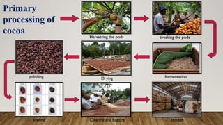Cocoa processing ppt prentation of elp project | PPTX