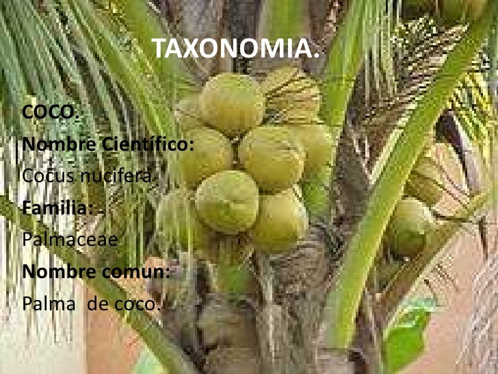 Coco (coco nucifera) Coco (coco nucifera)