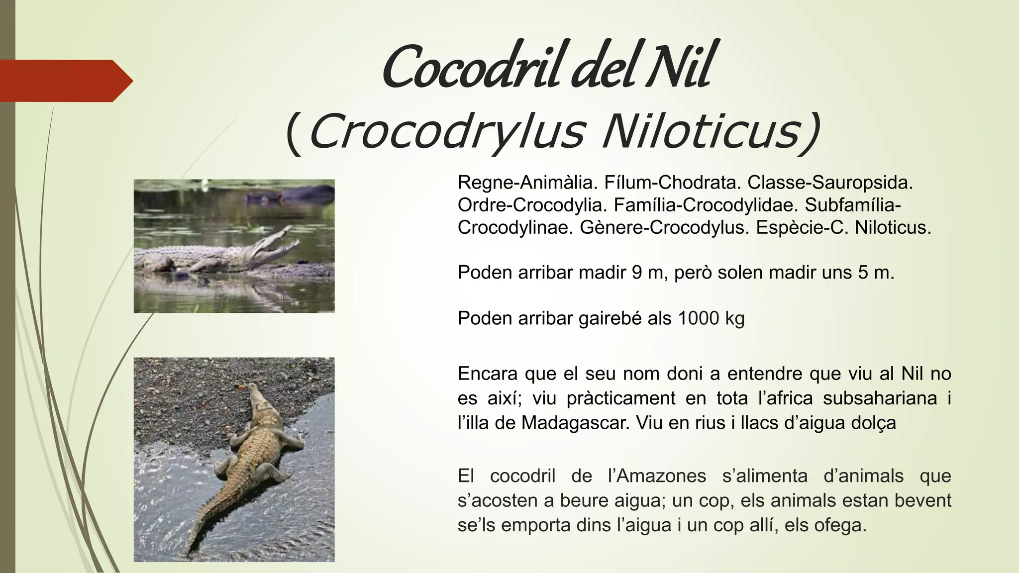 Cocodril del nil | PPTX