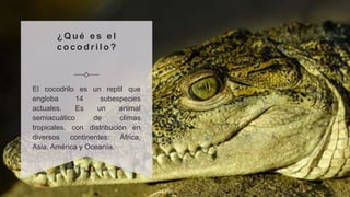 COCODRILO.pptx
