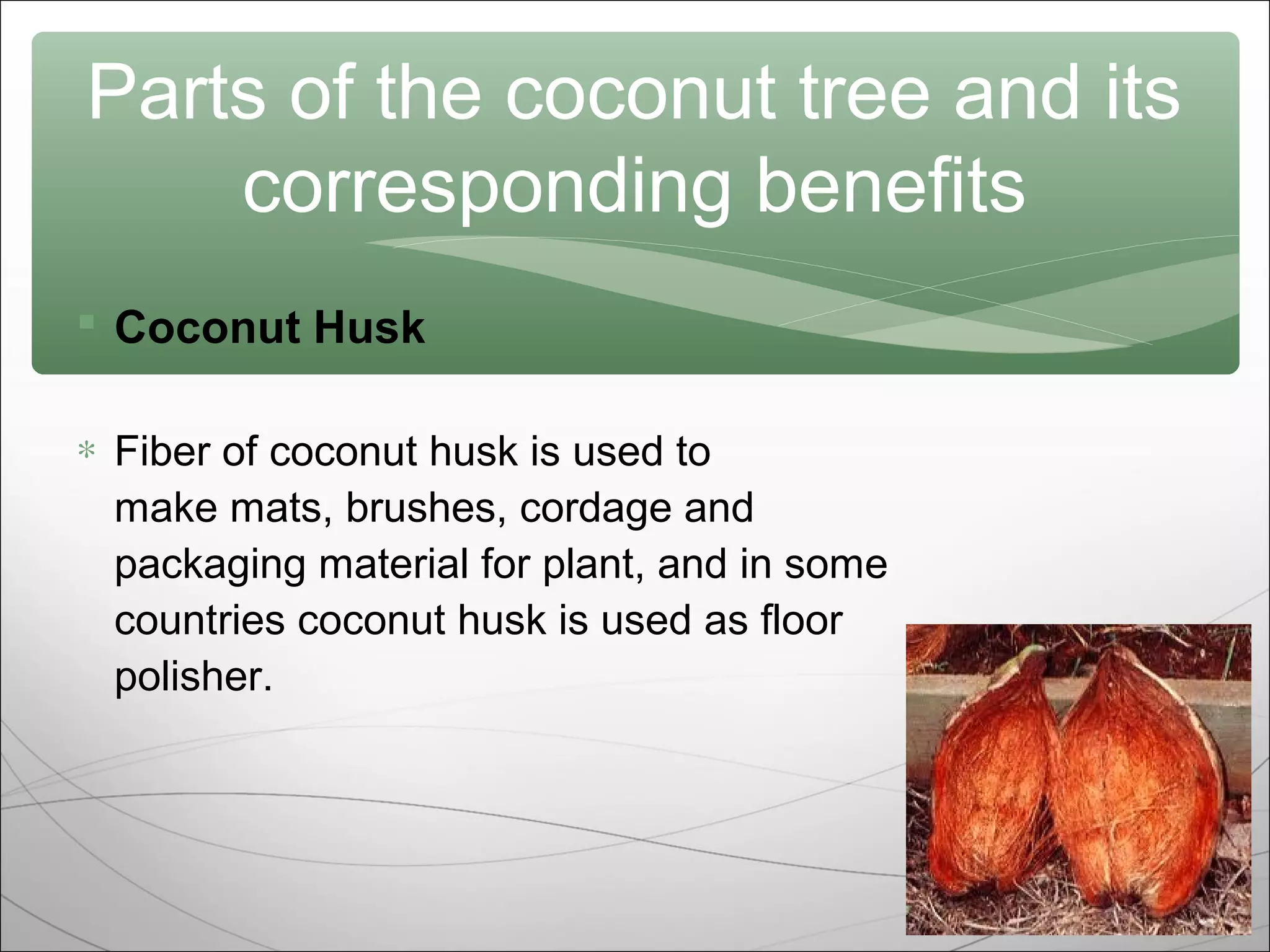 Coconut.tree ppt | PPT