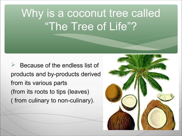 Coconut.tree ppt | PPT | Food & Drink