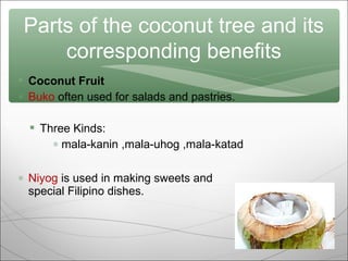 Coconut.tree ppt | PPT