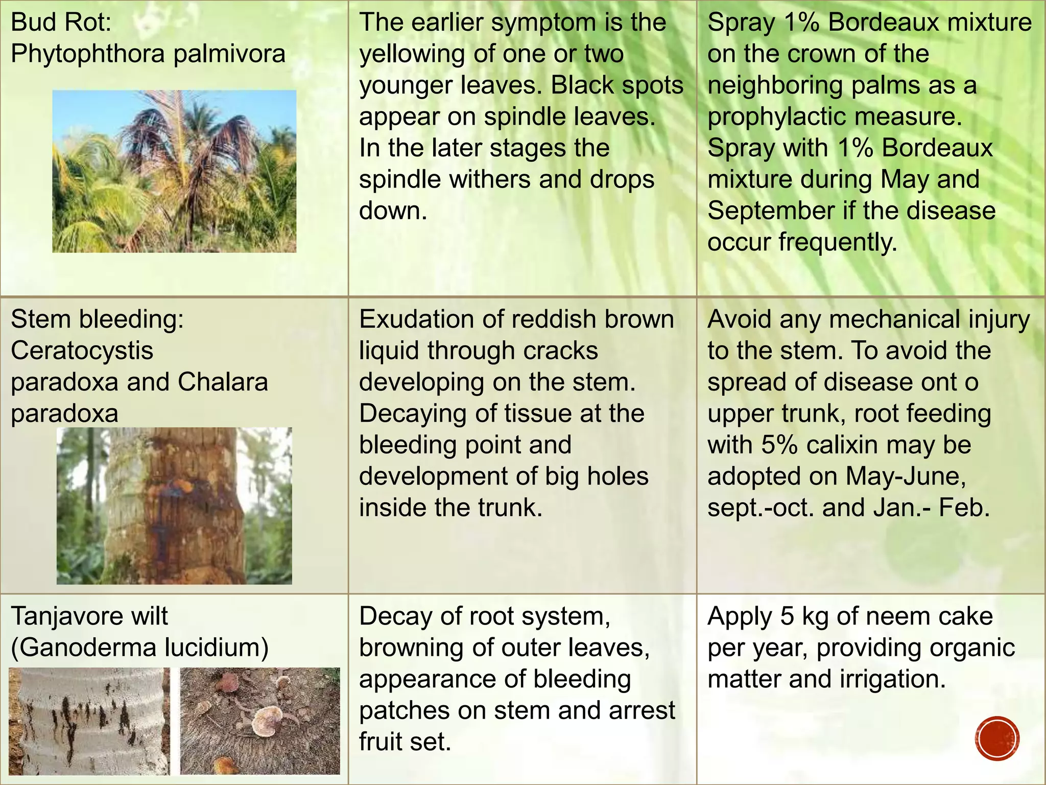 CULTIVATION PRACTICES OF COCONUT | PPTX