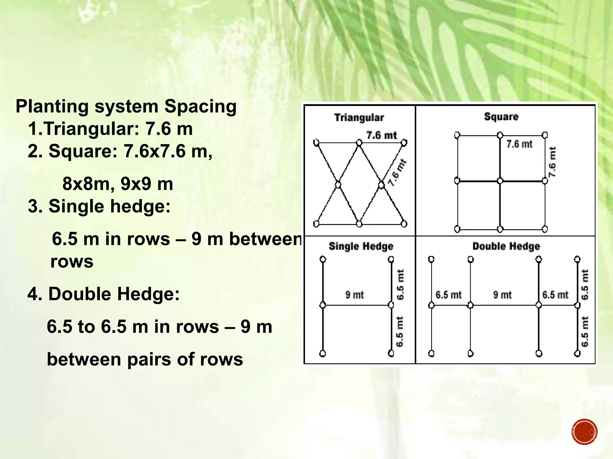 CULTIVATION PRACTICES OF COCONUT | PPTX