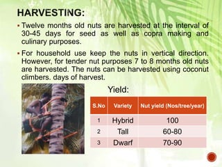 CULTIVATION PRACTICES OF COCONUT | PPTX