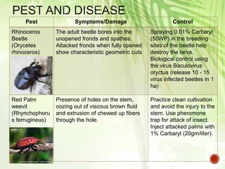 CULTIVATION PRACTICES OF COCONUT | PPTX