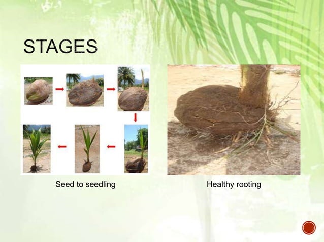 CULTIVATION PRACTICES OF COCONUT | PPTX | Agriculture | Industries