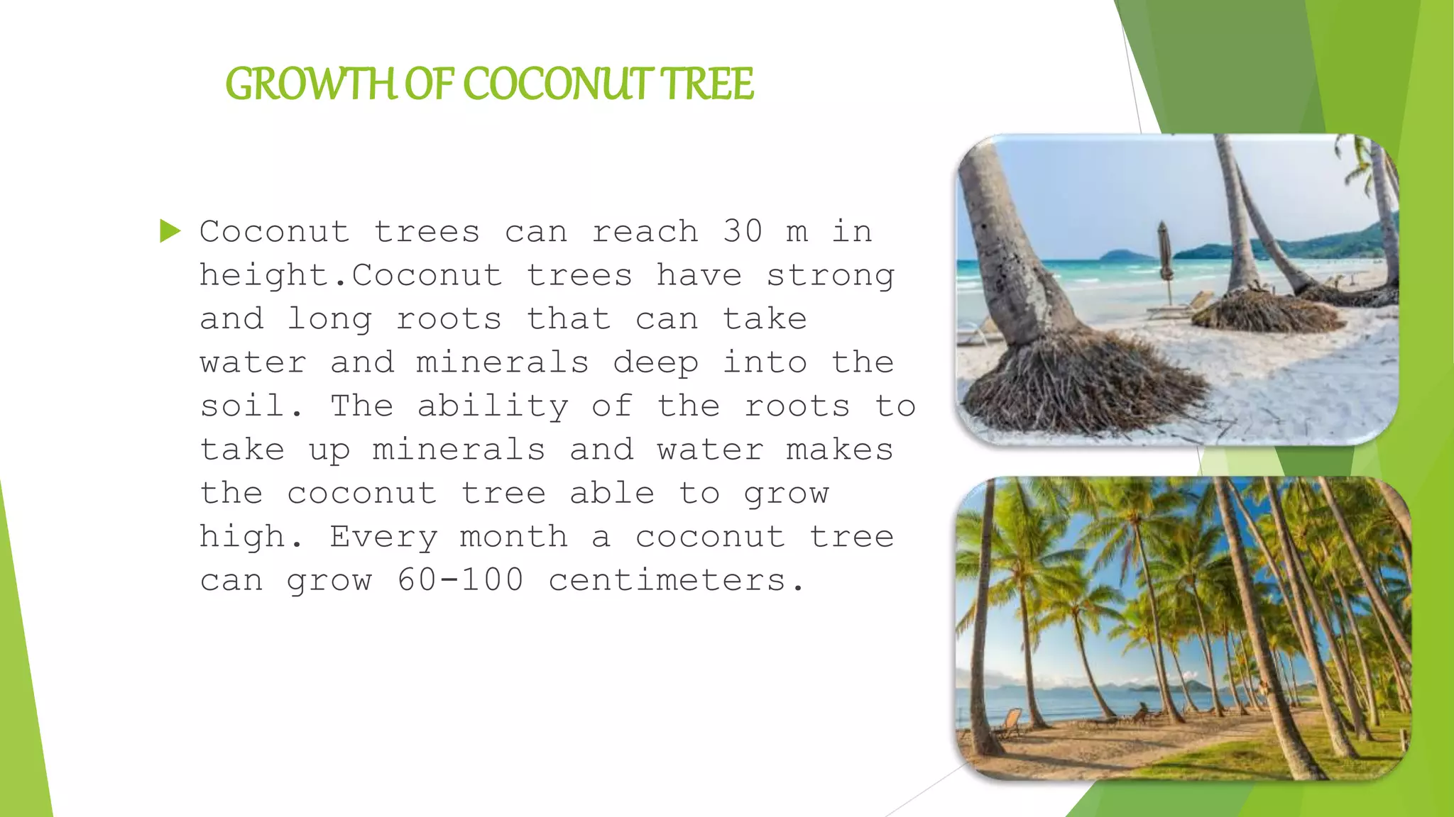 coconut.pptx