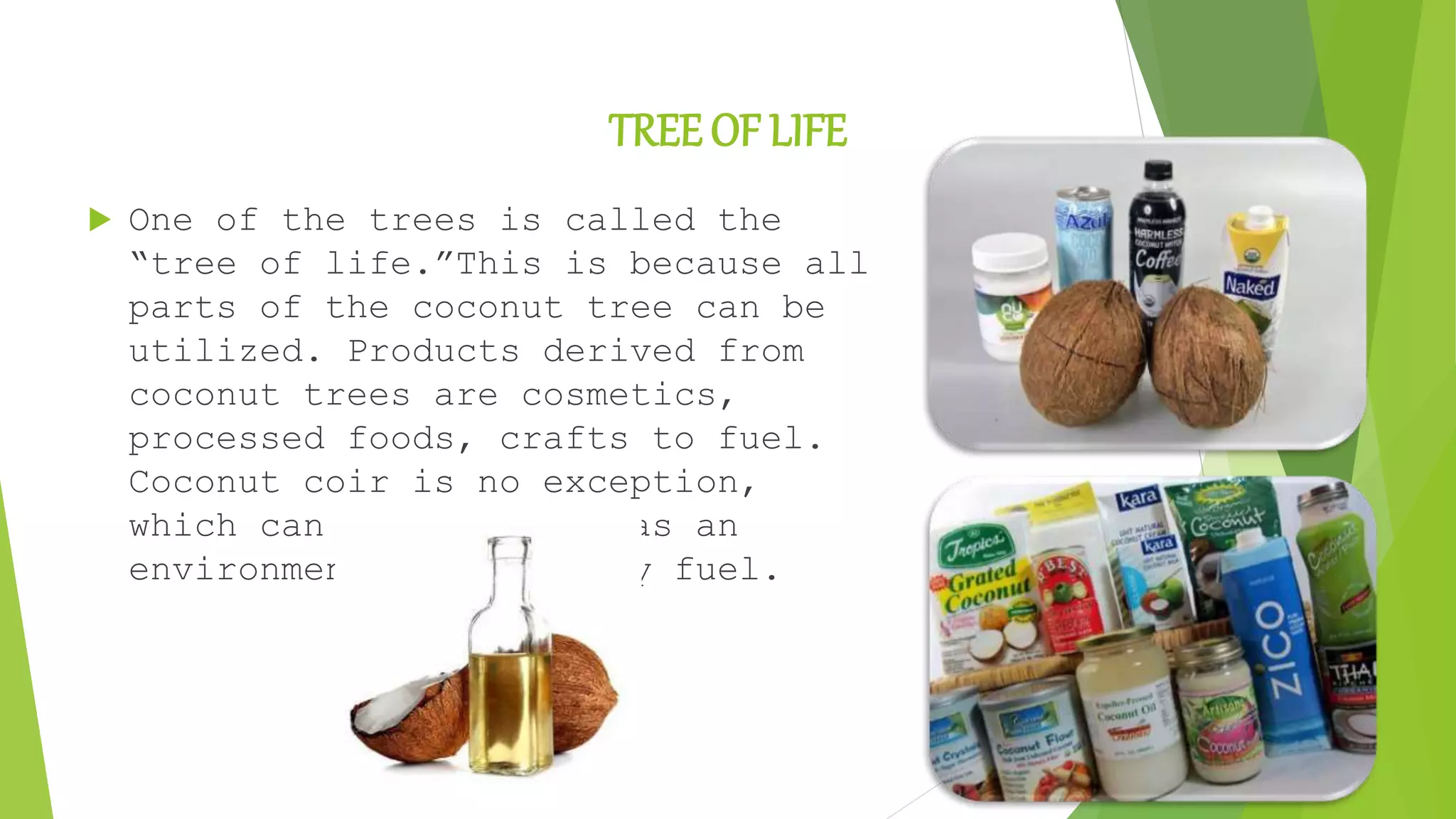coconut.pptx